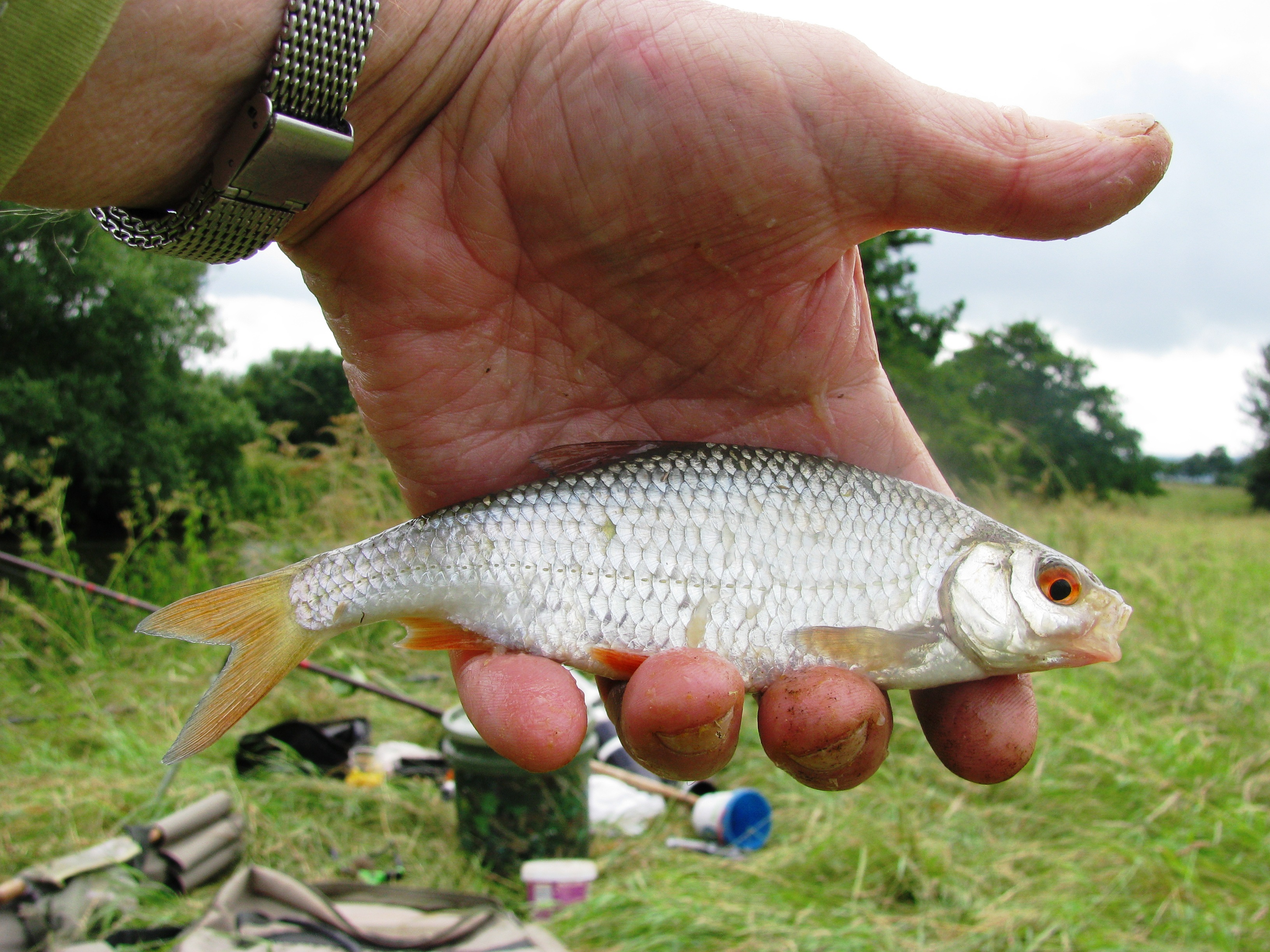 Session 36 – First Wark On The Avon… – stevetheangler