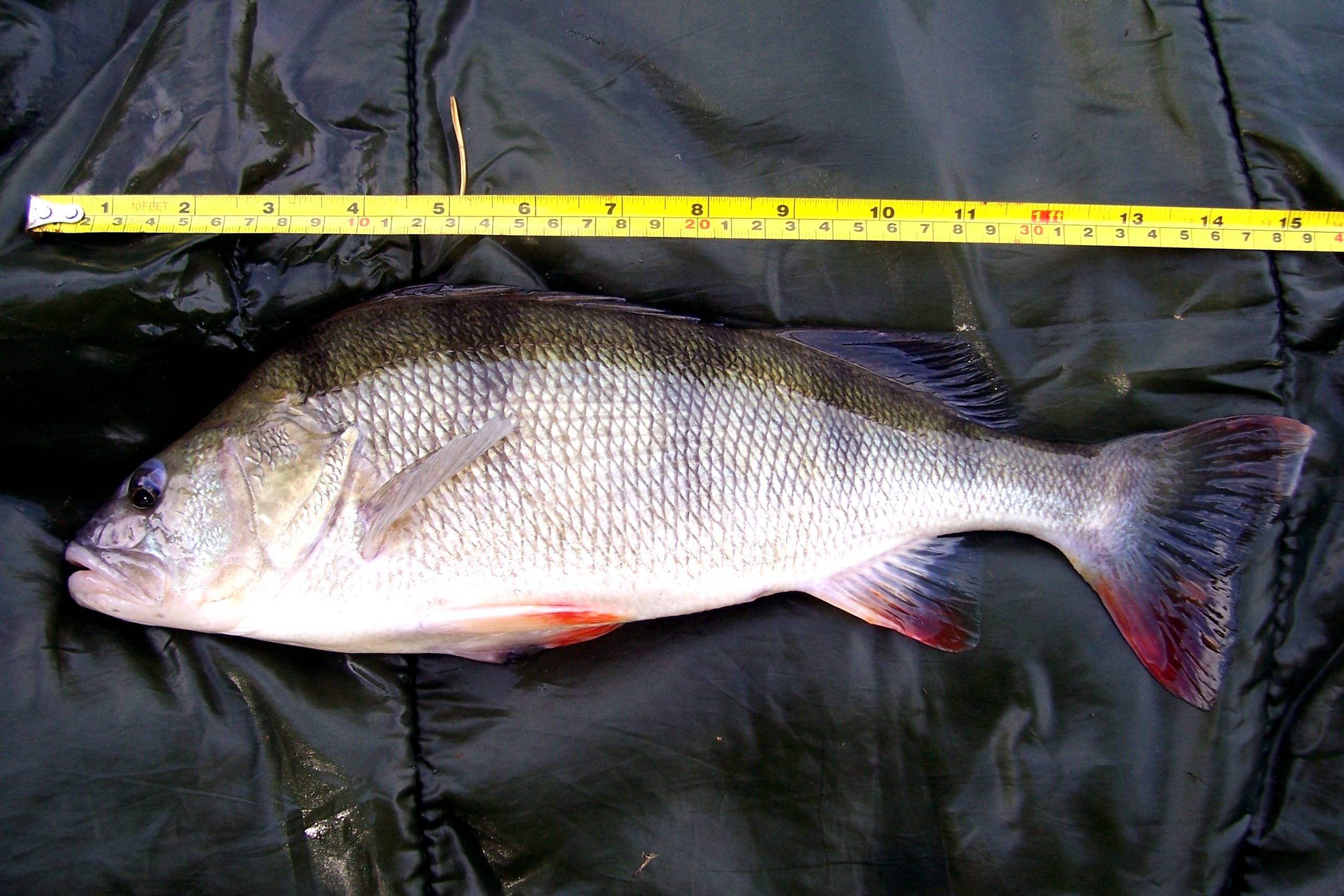 Session 42 – Five Species, A Nice Perch And An ‘Eyeless In Gaza’ Track ...