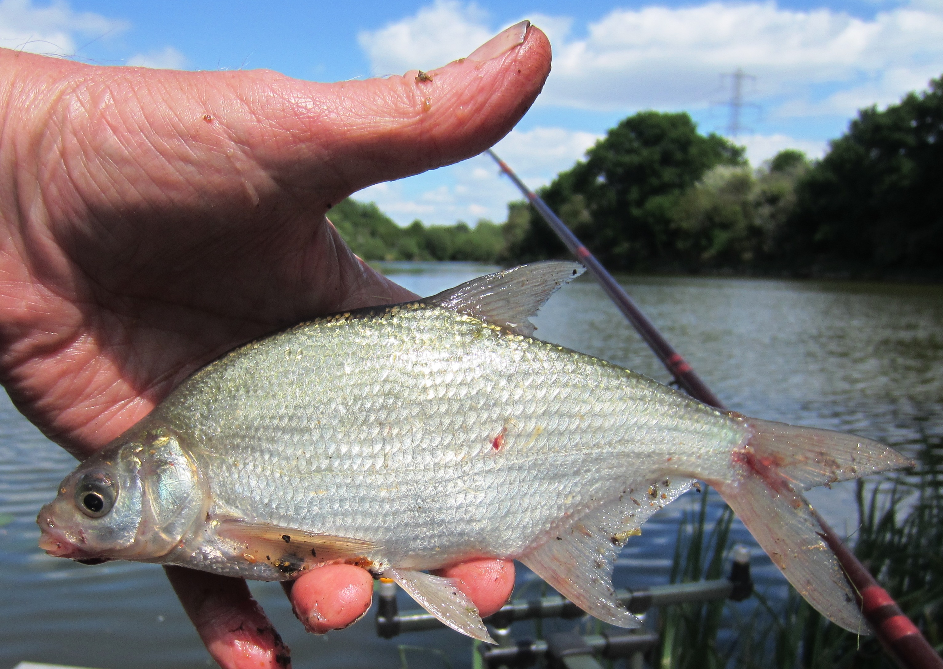 Session 13 – Out Again – And Saved The Blank Again… – stevetheangler