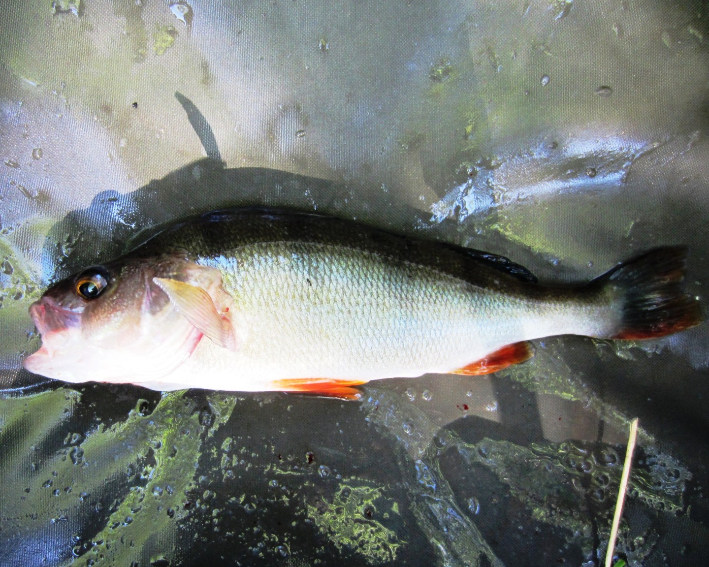 Session 15 – Bream, Carp, Roach, Perch And The Prawn – stevetheangler